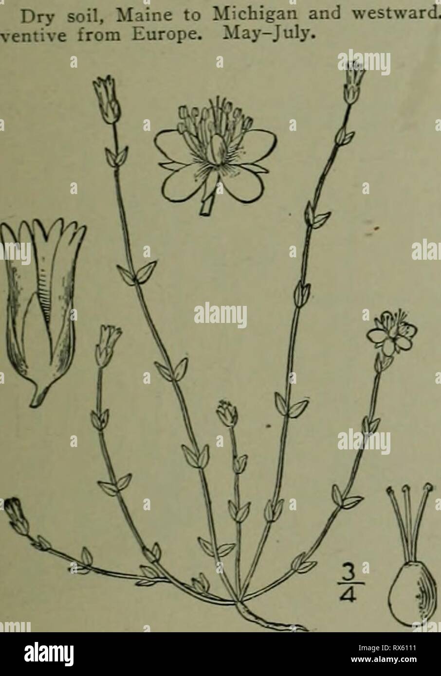 Puberulent hi-res stock photography and images - Alamy