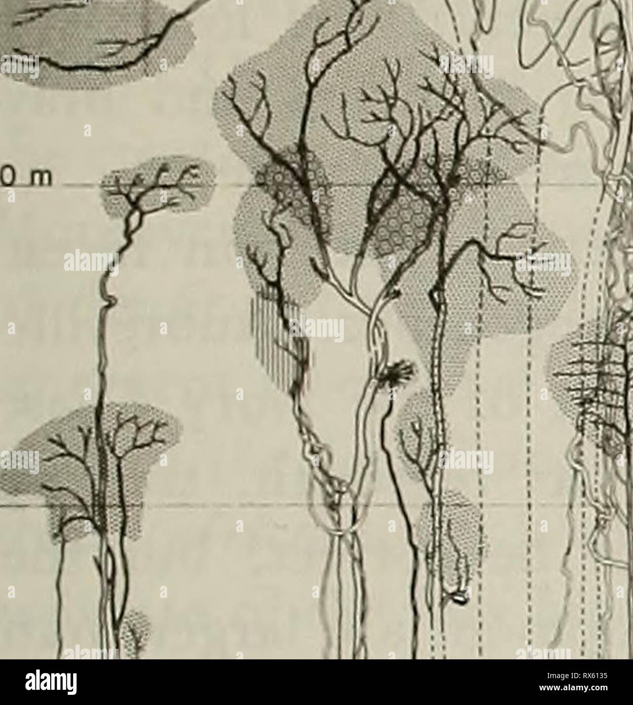 The Ecology of arboreal folivores Stock Photo - Alamy