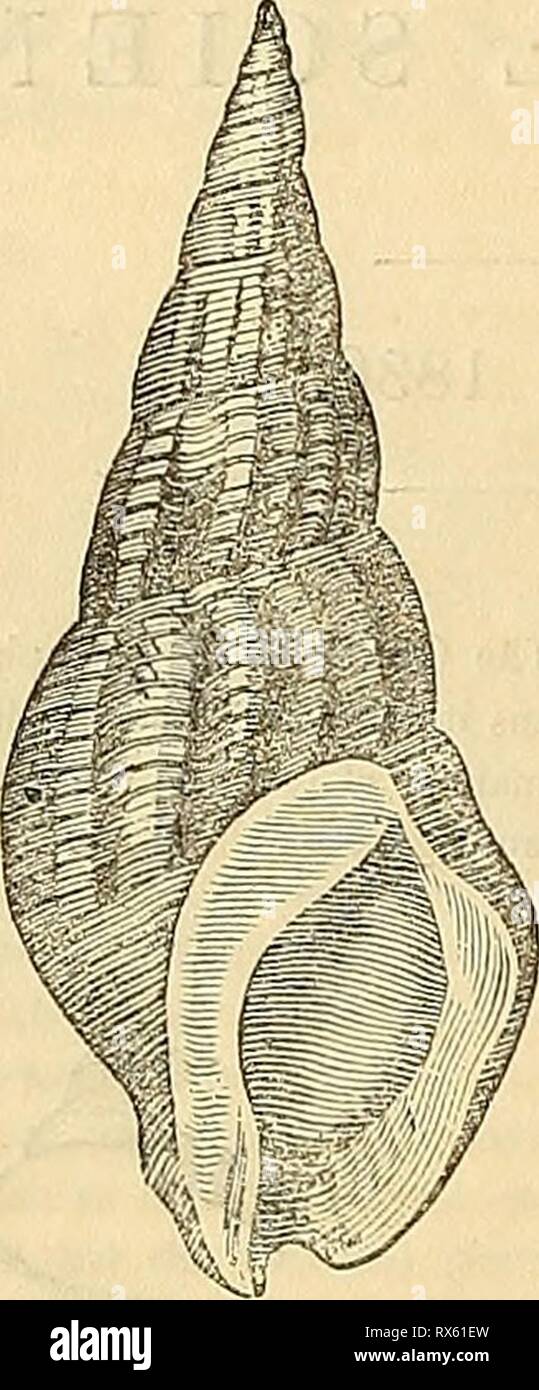 Fusiform body hi-res stock photography and images - Alamy