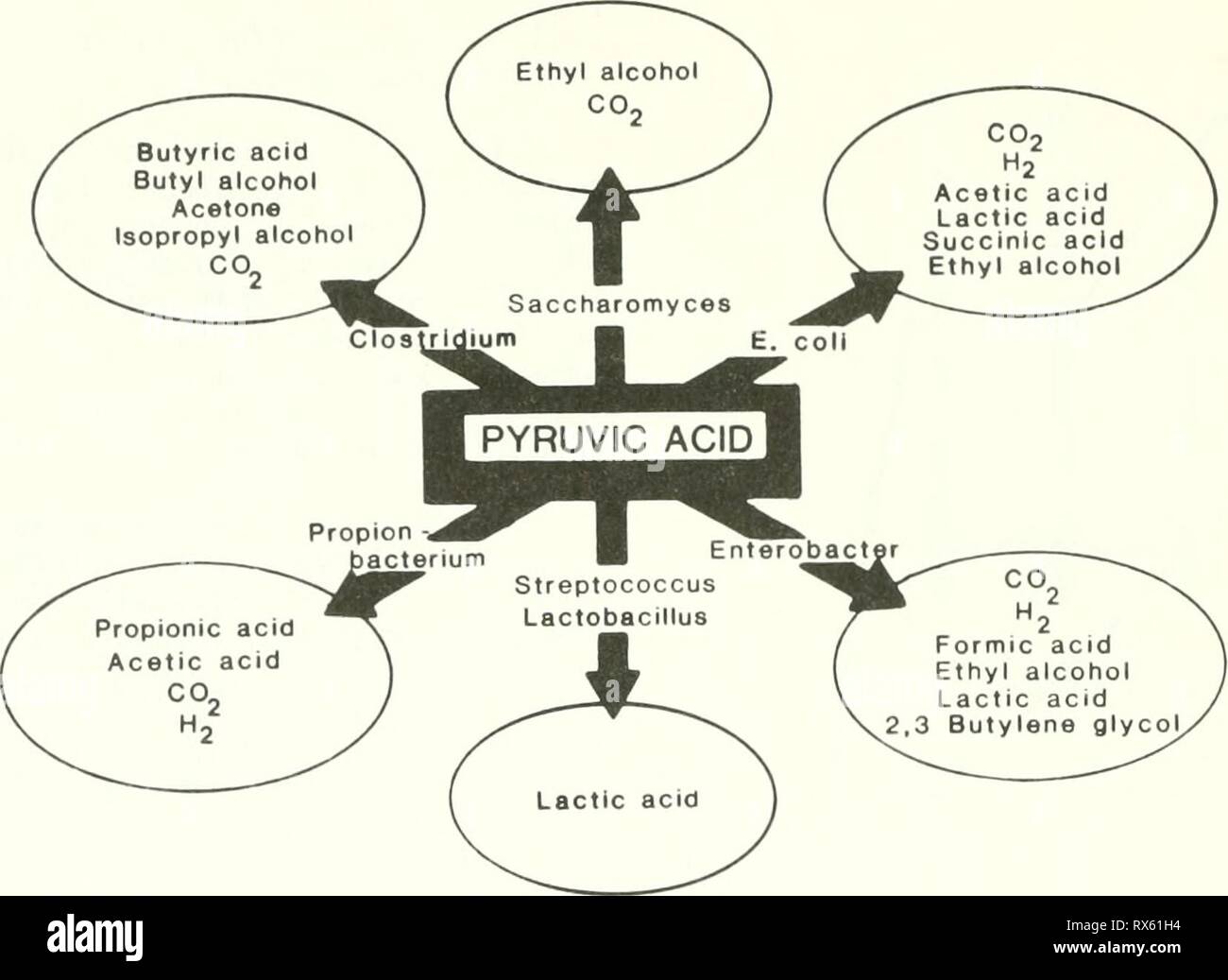 The ecology of delta marshes Stock Photo - Alamy