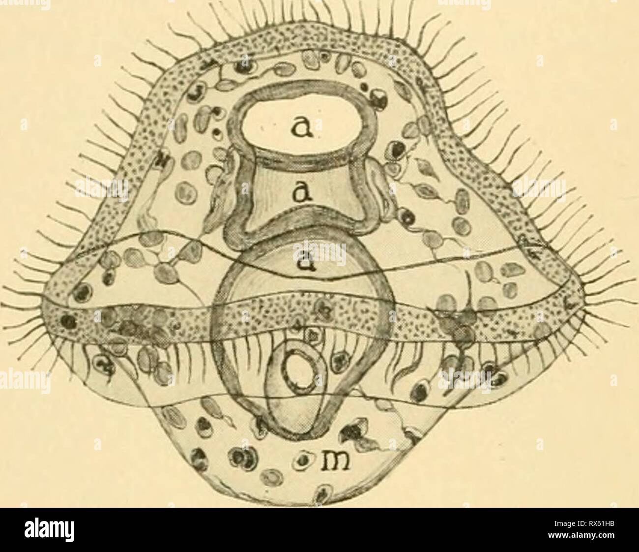 The effects of inanition and The effects of inanition and malnutrition ...