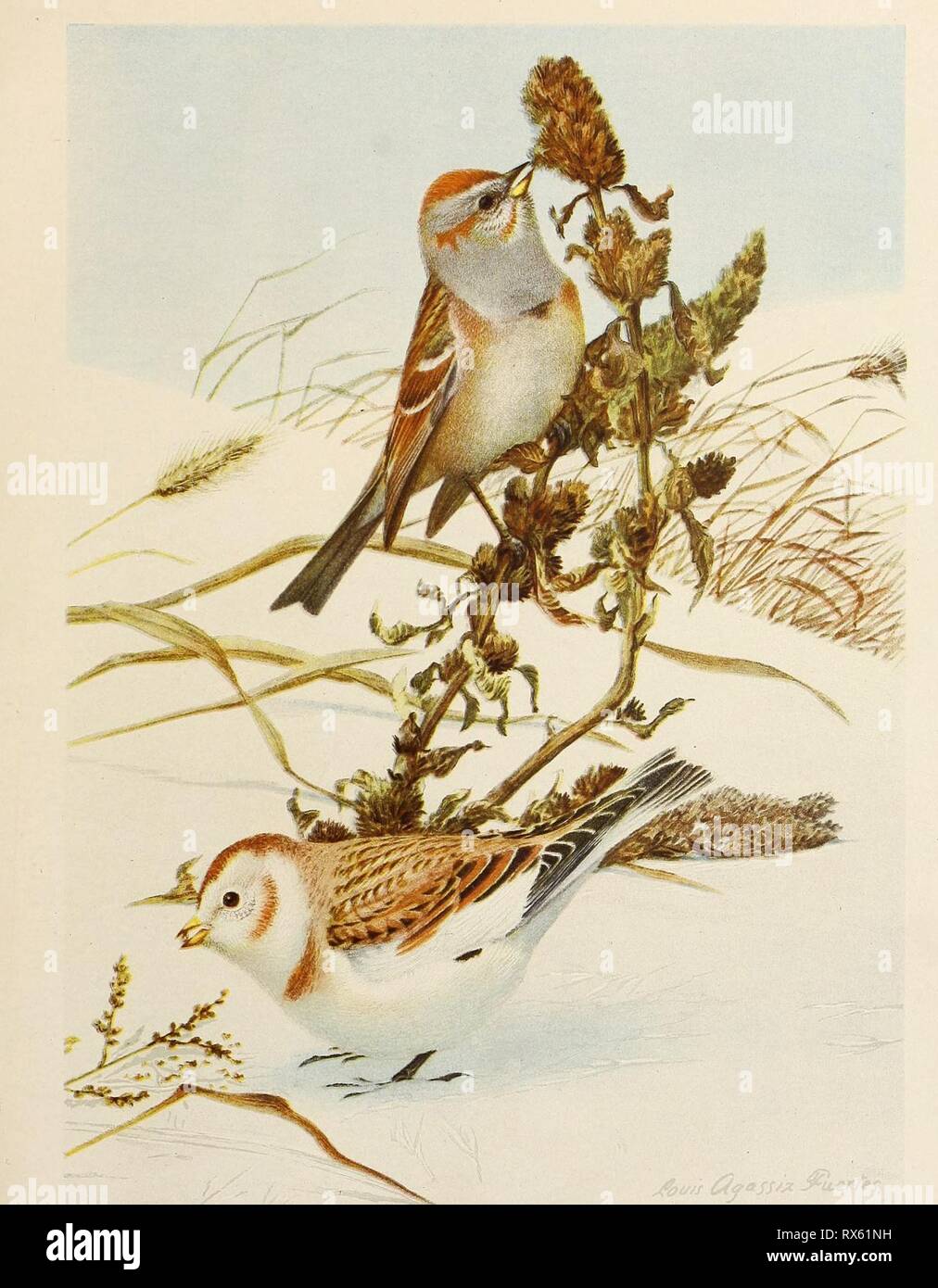 The economic value of birds Stock Photo - Alamy