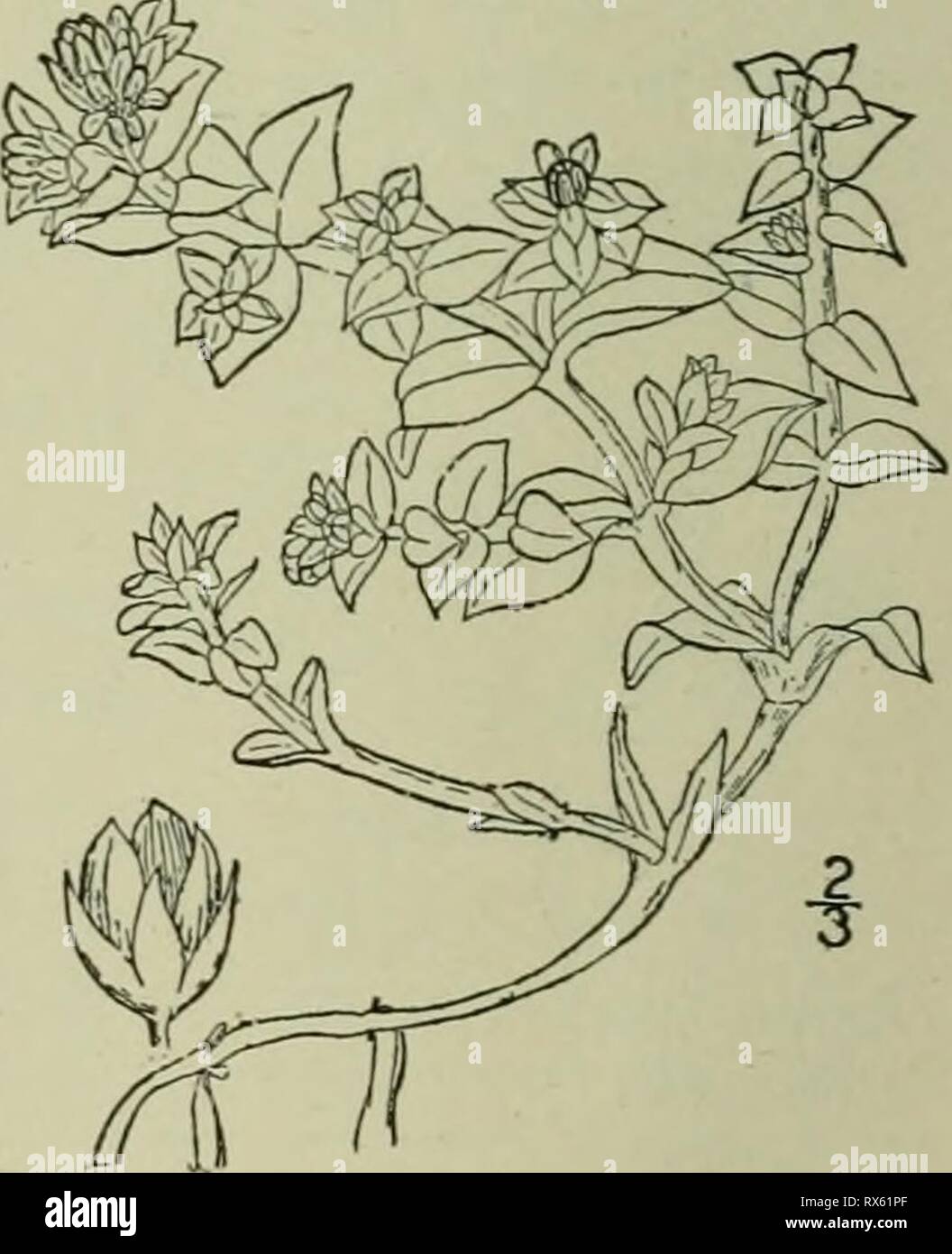 Puberulent hi-res stock photography and images - Alamy