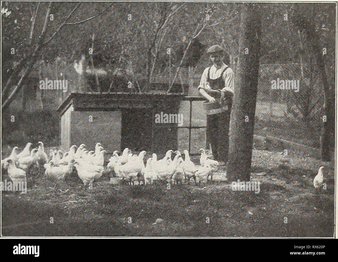 Eggs and egg farms Stock Photo - Alamy