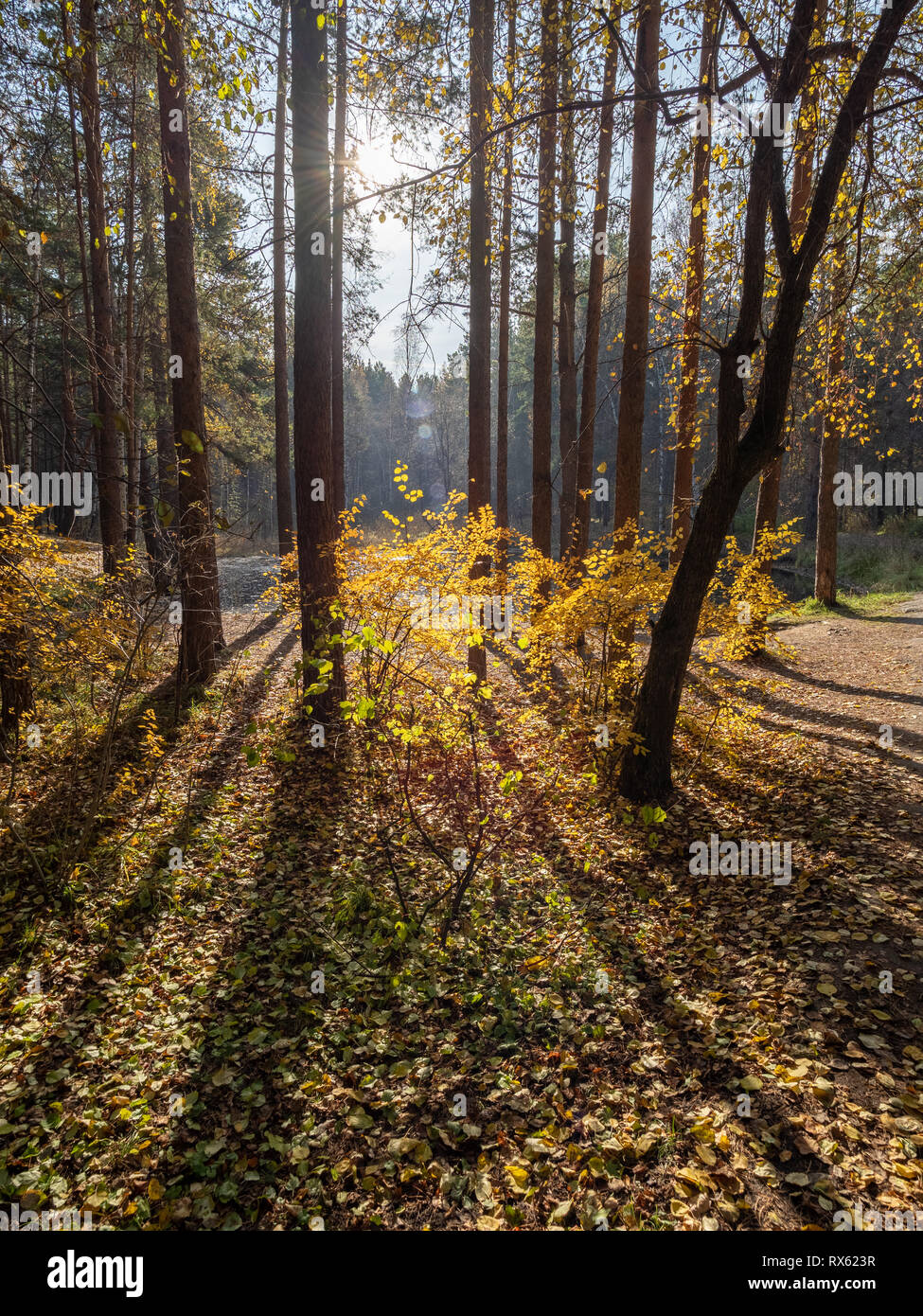 Autumn sun in the forest through the yellowed trees. Trees cast shadows ...