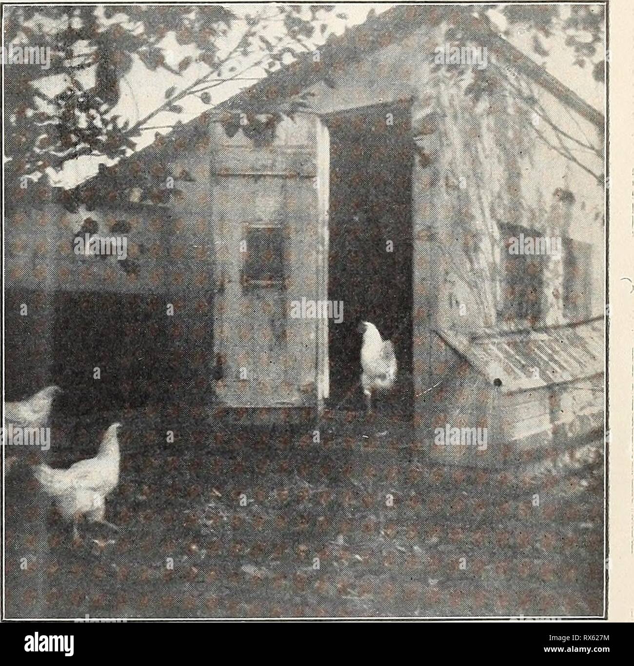 Eggs and egg farms Stock Photo - Alamy