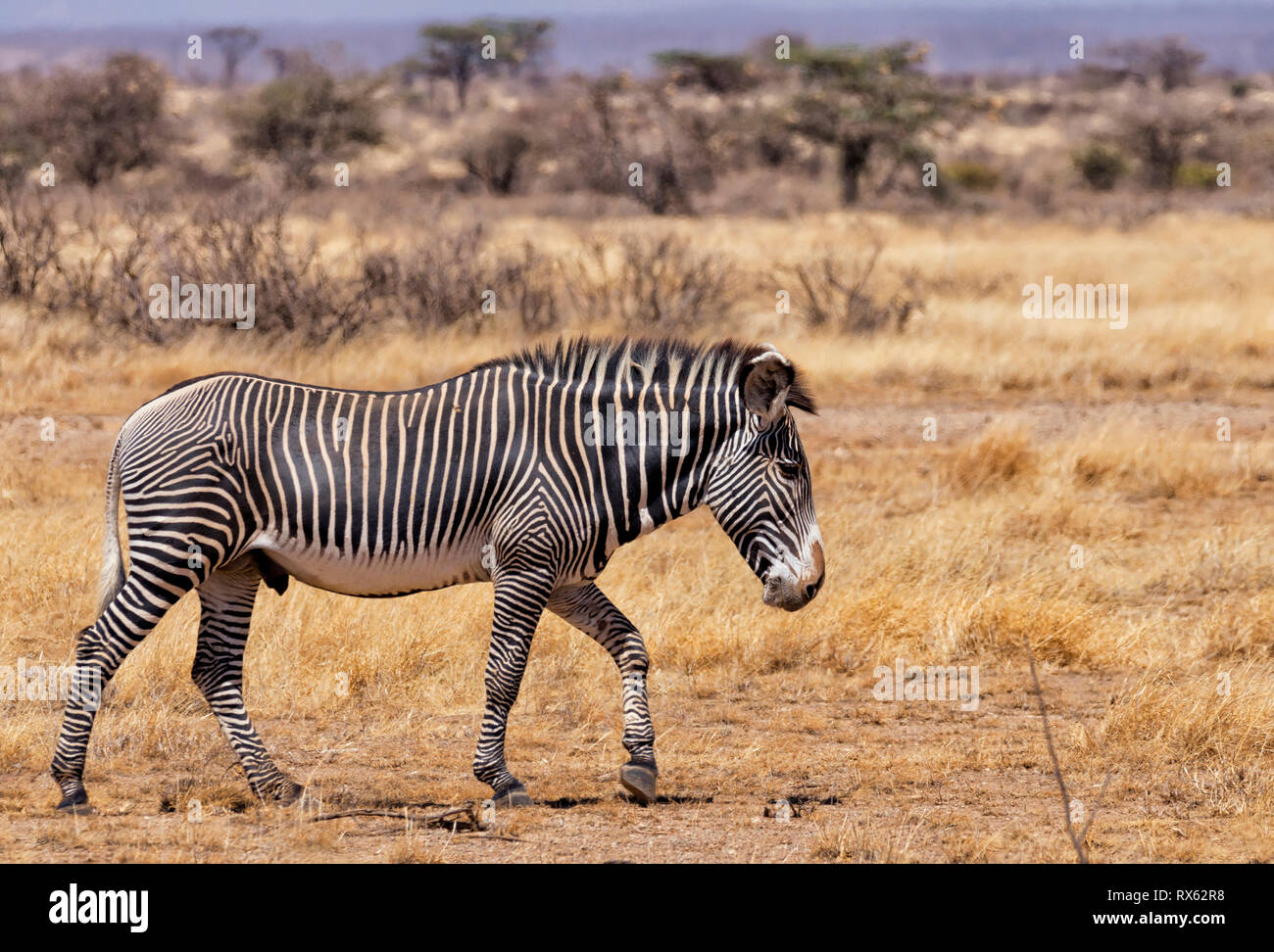 Side view of zebra walking on field during sunny day Stock Photo - Alamy