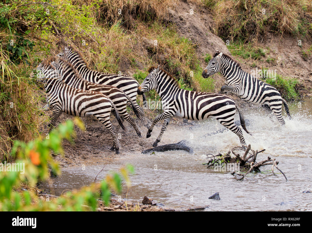 Side view of zebras running from river on field Stock Photo - Alamy