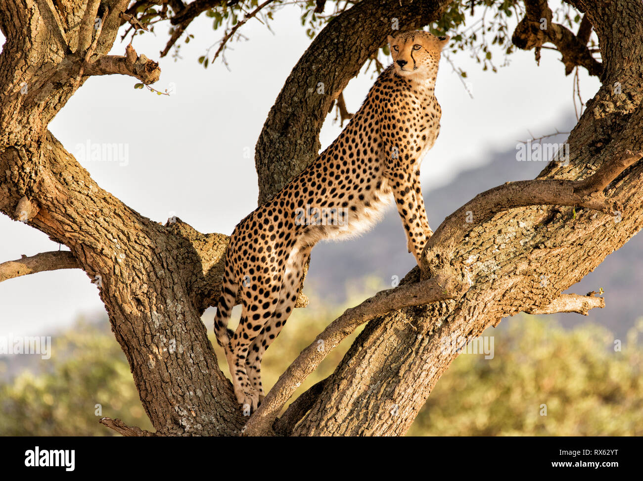 Cheetah In A Tree