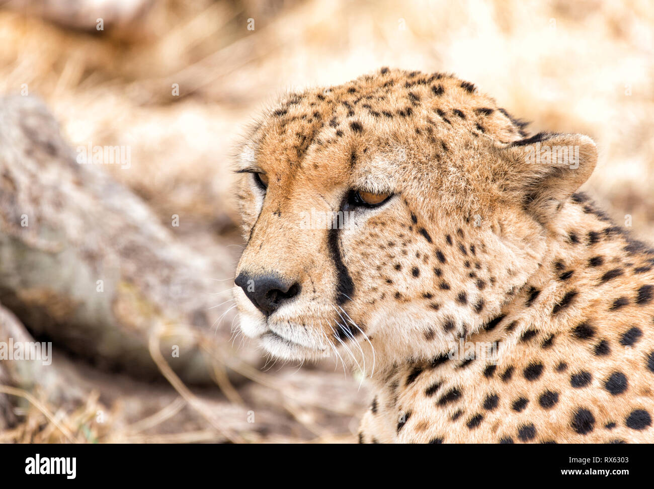 Cheetah headshot hi-res stock photography and images - Alamy
