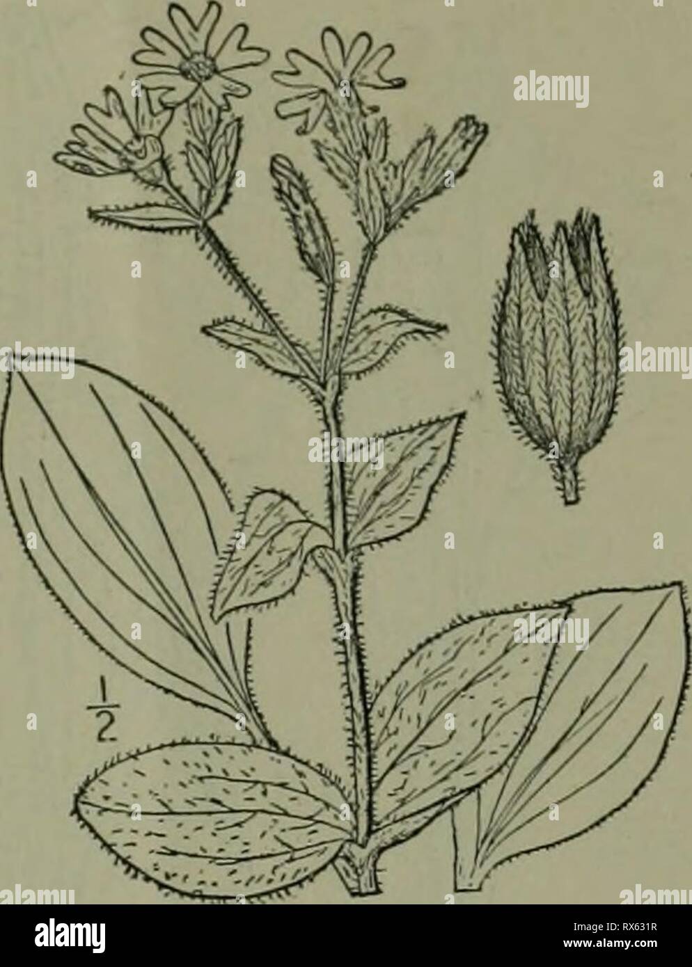 Red campion drawing hi-res stock photography and images - Alamy