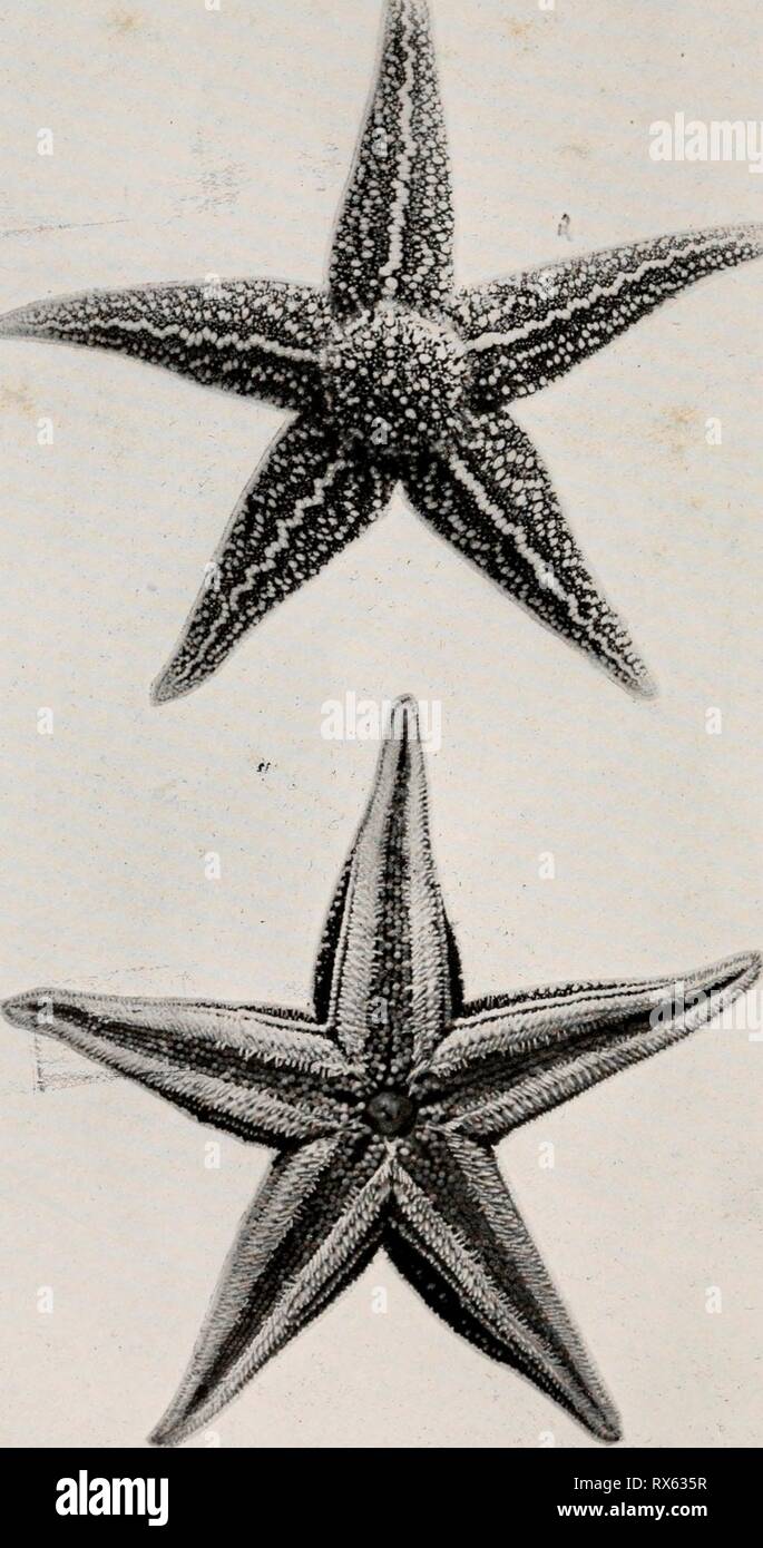 Echinoderms of Connecticut (1912) Echinoderms of Connecticut ...