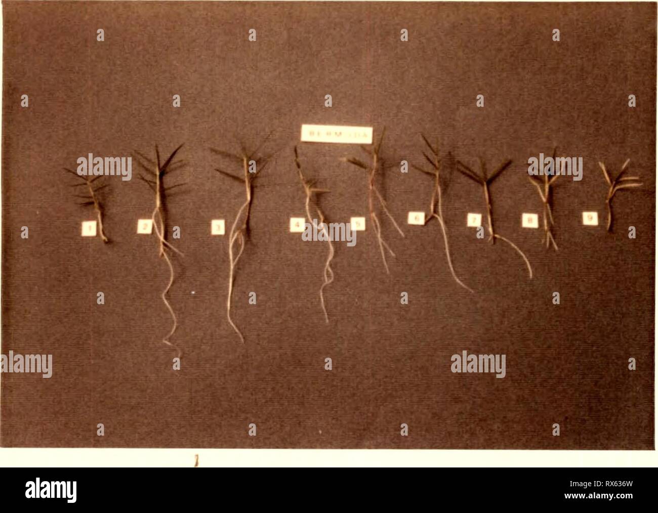 Effects of soil temperature gradient Stock Photo - Alamy