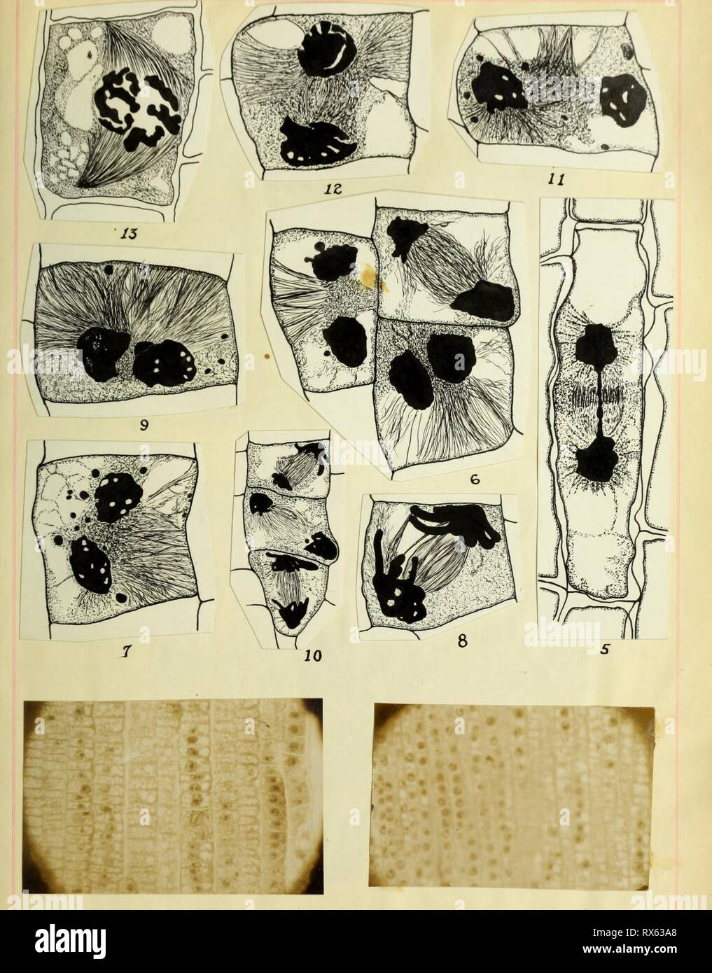 The effect of antipyrine on The effect of antipyrine on the plant cell ...