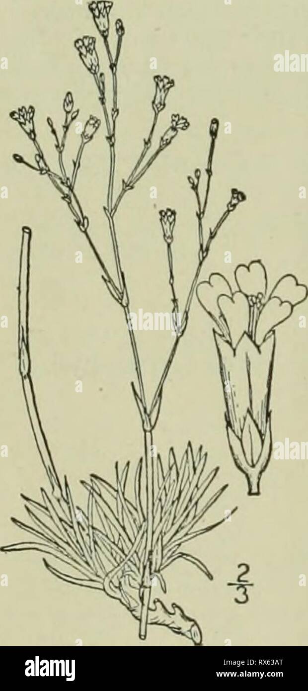 Long Slender Stamens High Resolution Stock Photography and Images - Alamy