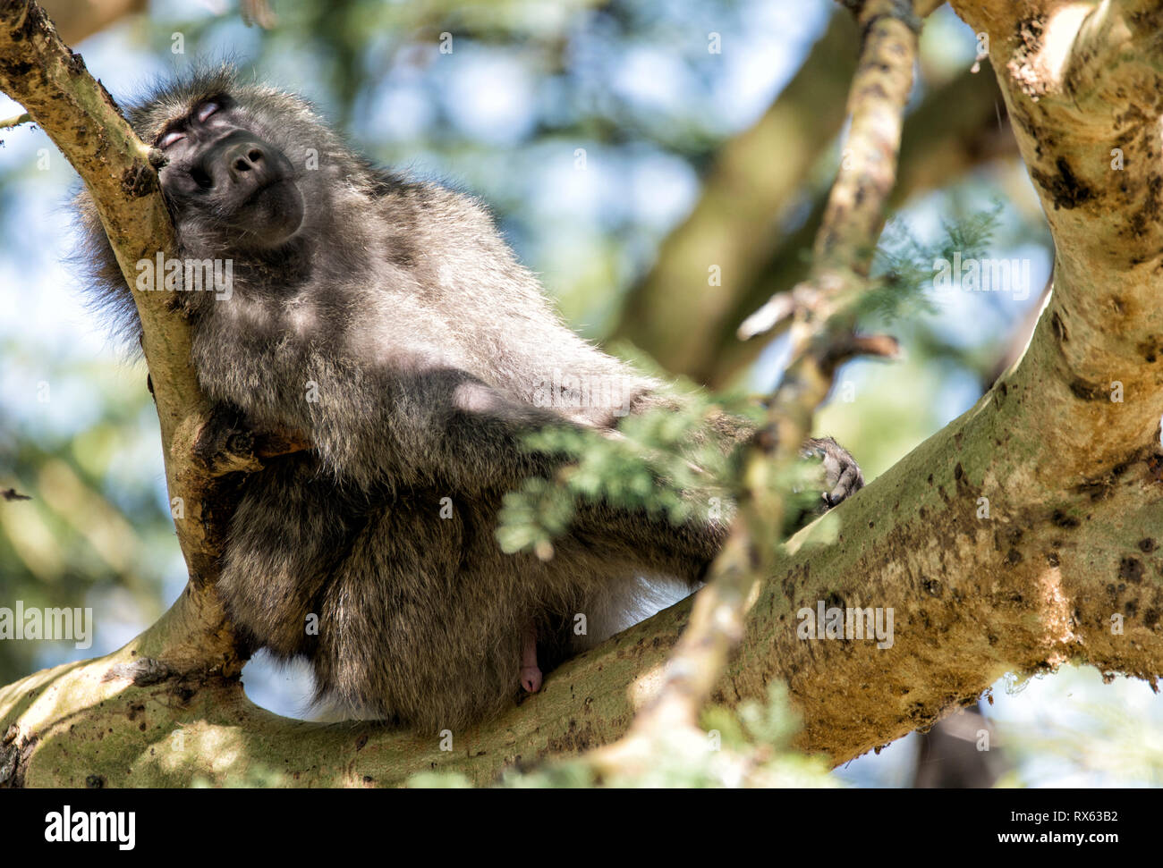 Baboon sleeping while sitting on branch in forest Stock Photo - Alamy