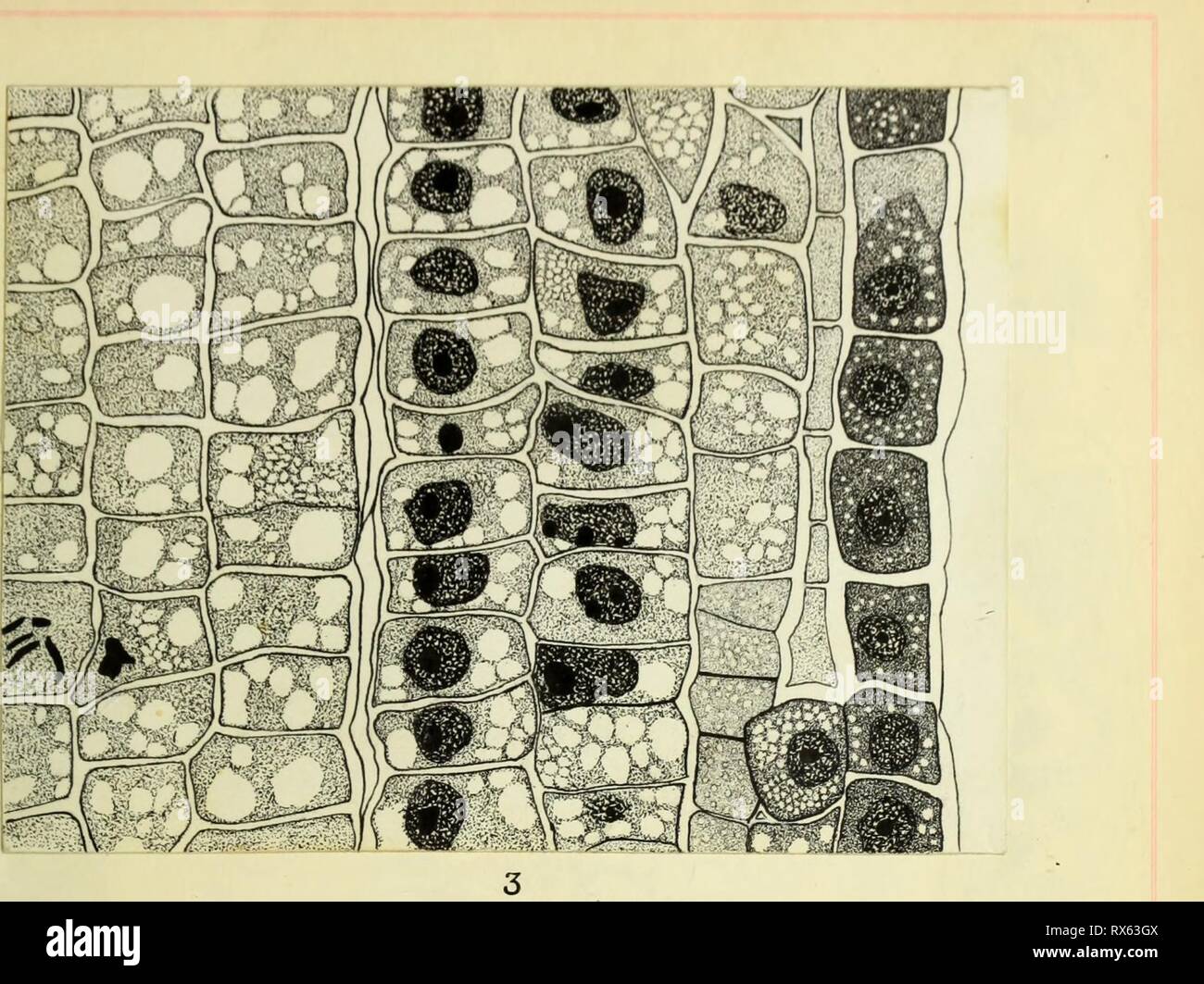 The effect of antipyrine on The effect of antipyrine on the plant cell ...