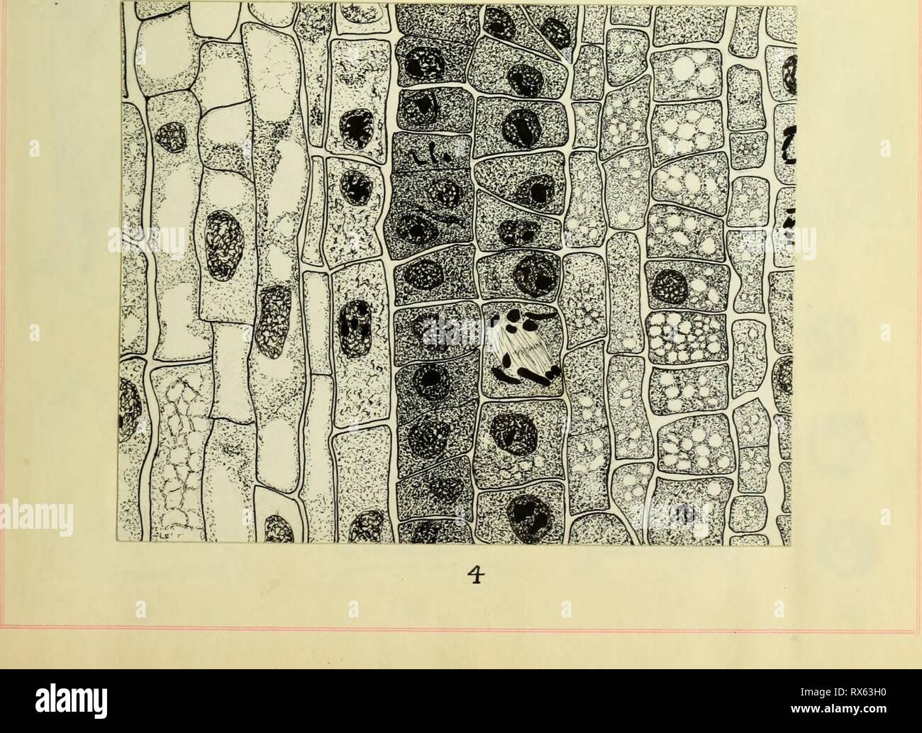 The effect of antipyrine on The effect of antipyrine on the plant cell ...