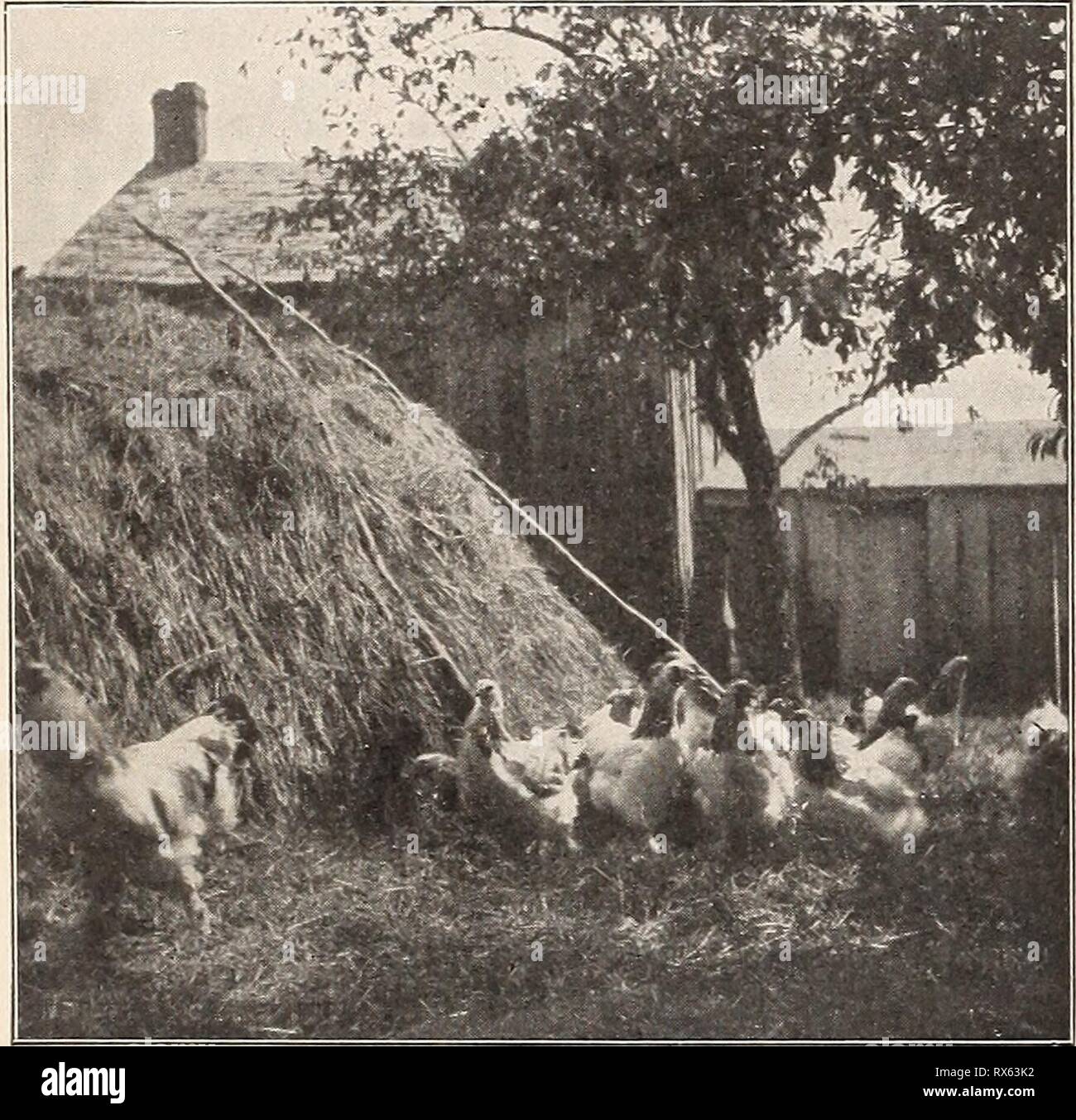 Eggs and egg farms Stock Photo - Alamy