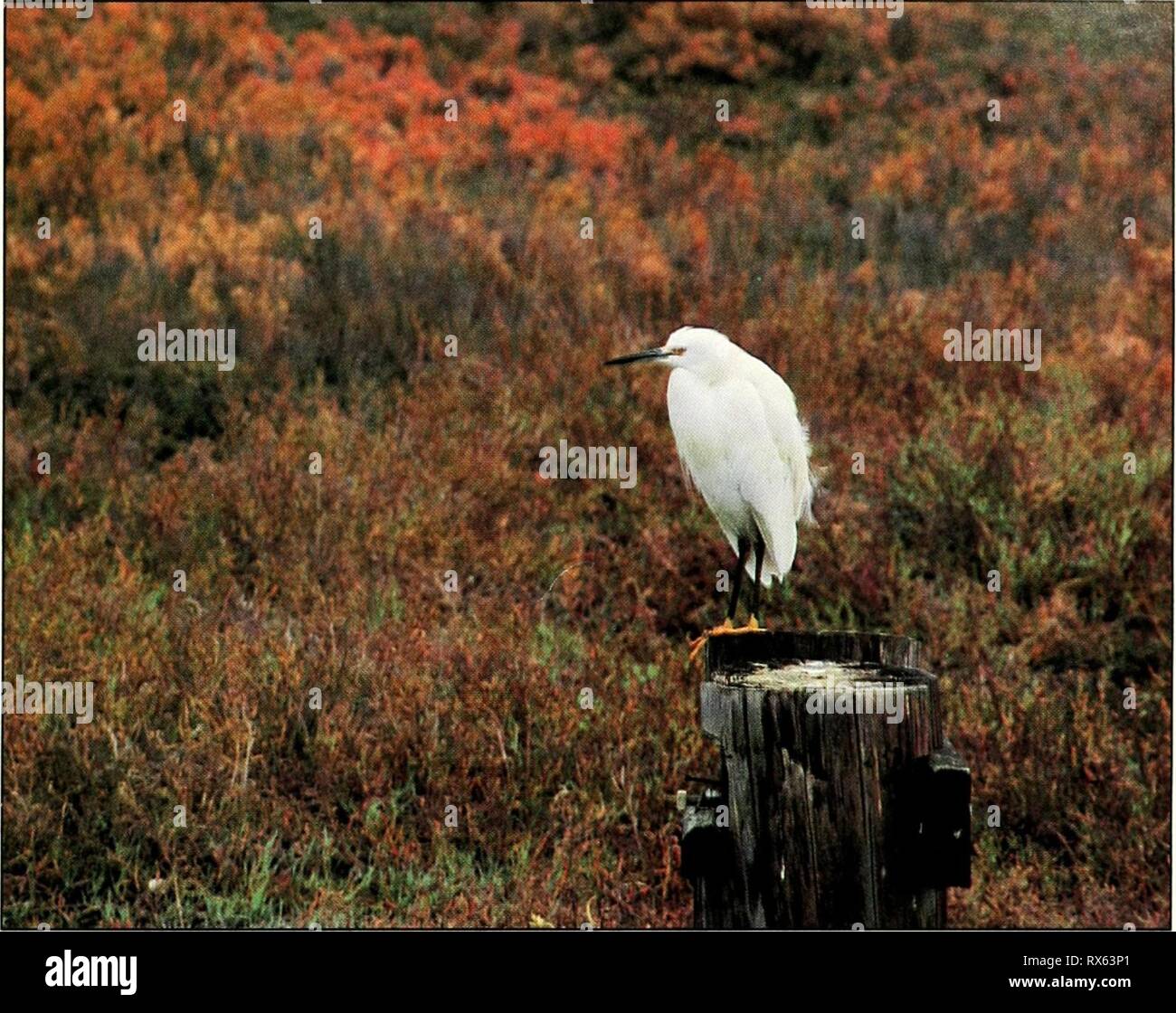 The ecology of Tijuana Estuary Stock Photo - Alamy