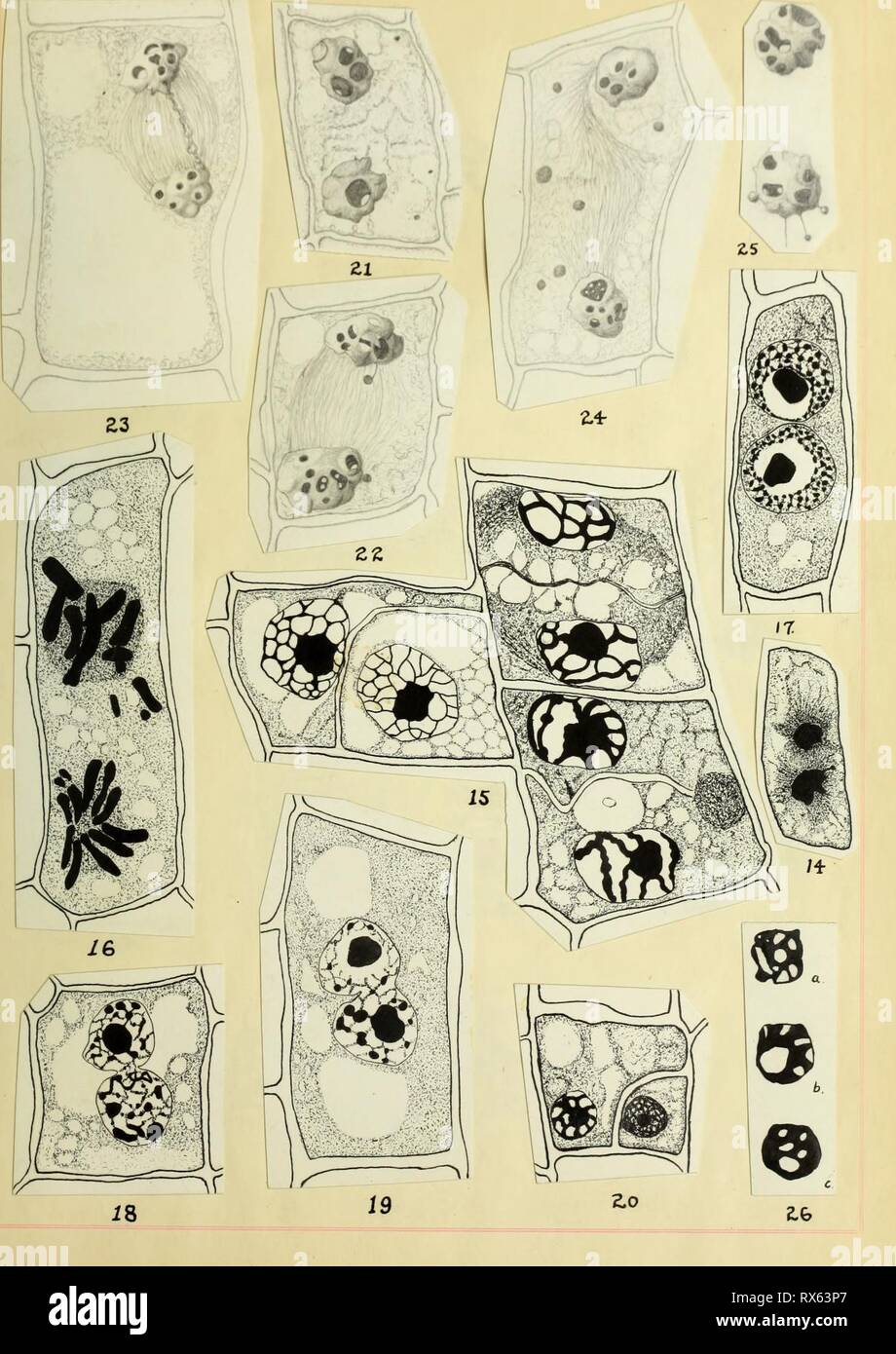 The effect of antipyrine on The effect of antipyrine on the plant cell ...