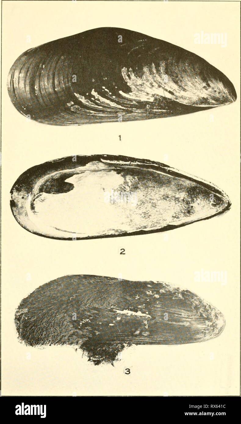 The edible clams, mussels and Stock Photo - Alamy