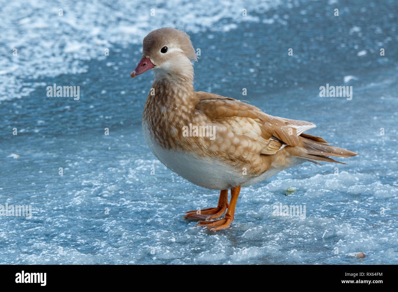 Mandarin Duck (Aix galericulata). Russia, Moscow Stock Photo - Alamy