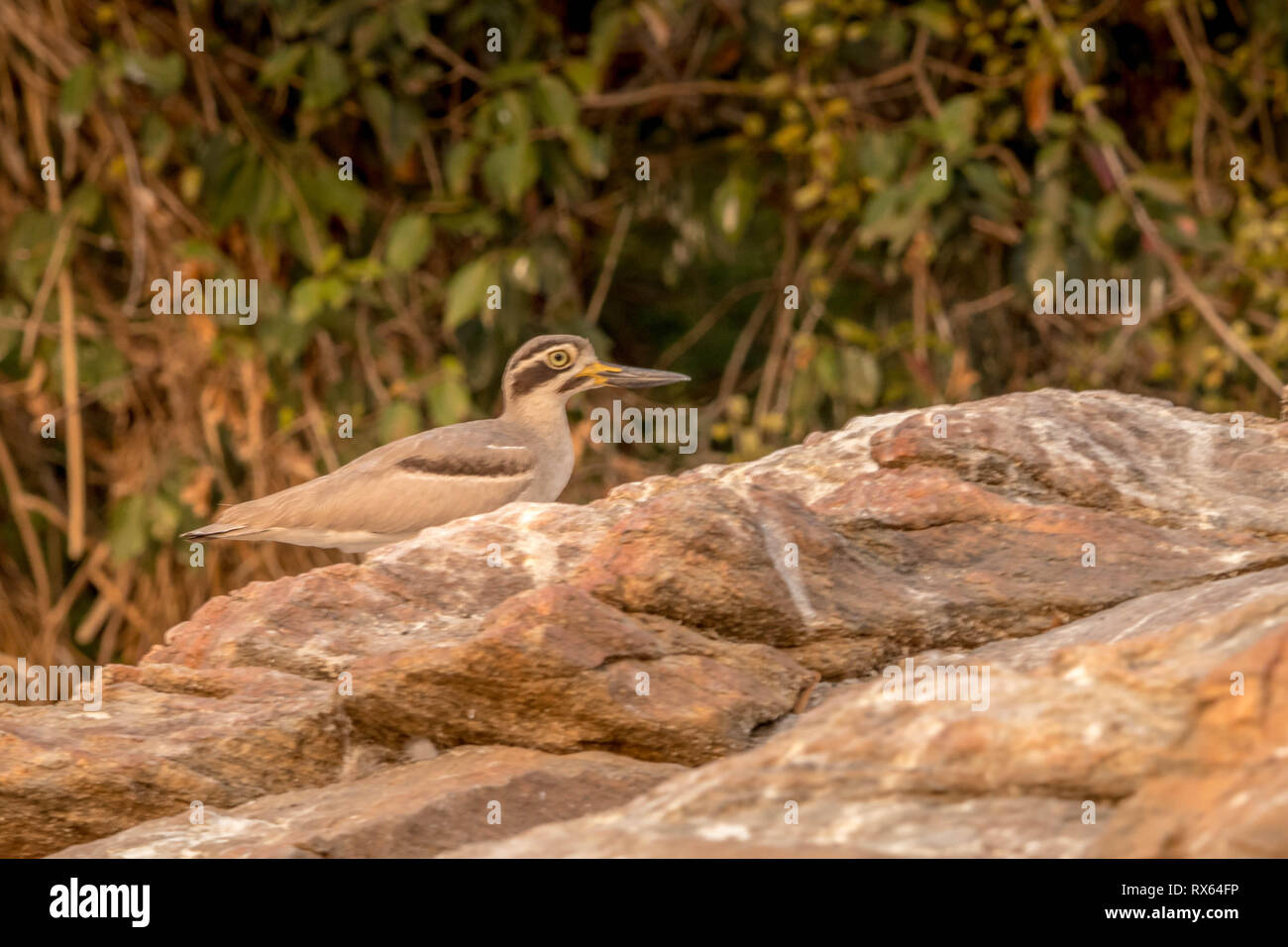 White borrowed green bulbul bird in the forest Stock Photo - Alamy