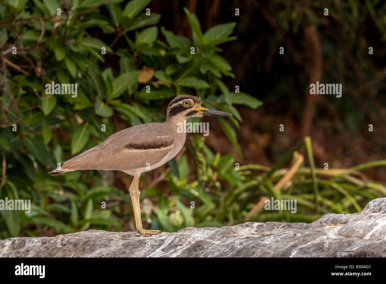 Birdyeyeview hi-res stock photography and images - Alamy