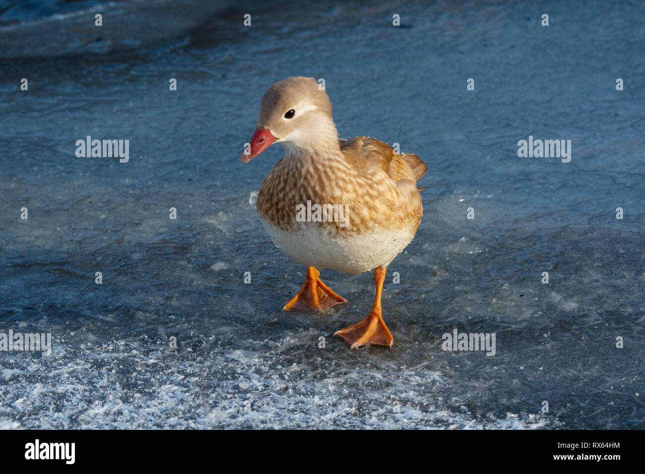 Mandarin Duck (Aix galericulata). Russia, Moscow Stock Photo - Alamy