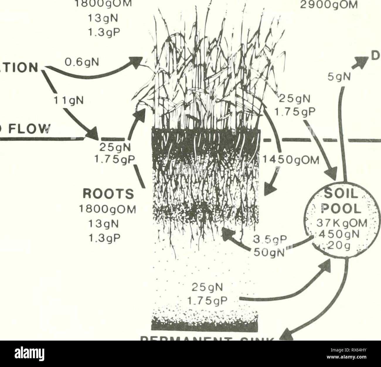 The ecology of delta marshes Stock Photo - Alamy