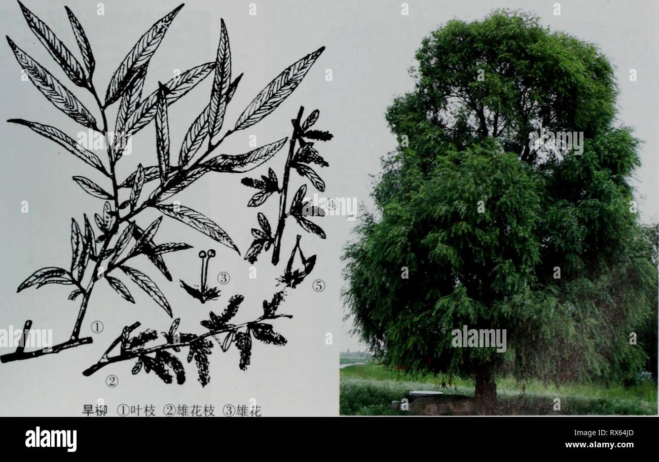 e er duo si zhi Stock Photo - Alamy