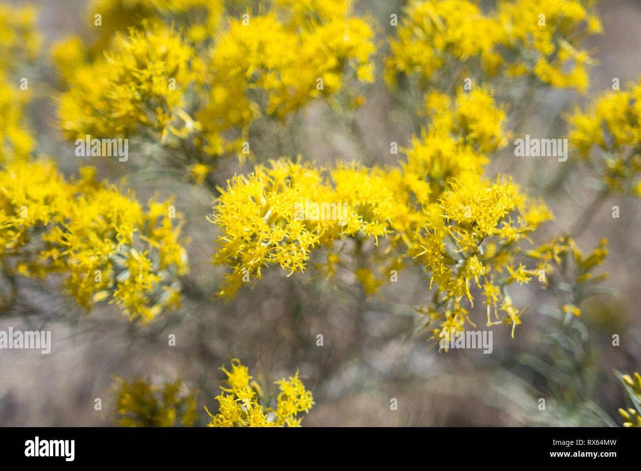 Yellowstone forest flowers hi-res stock photography and images - Alamy