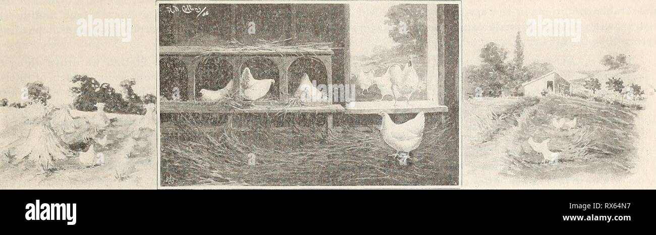 Eggs and egg farms Stock Photo - Alamy