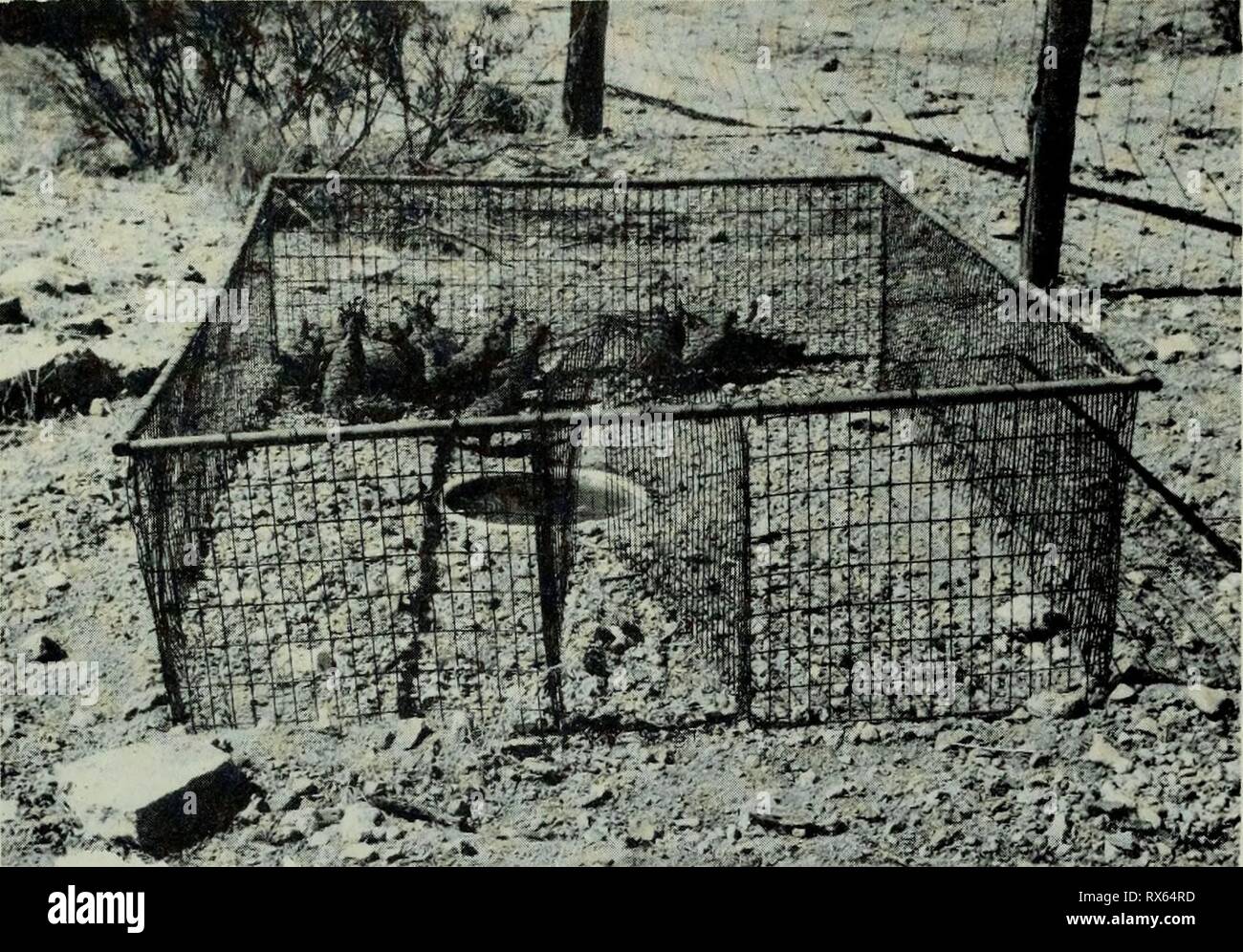 Colapsible Quail Trap