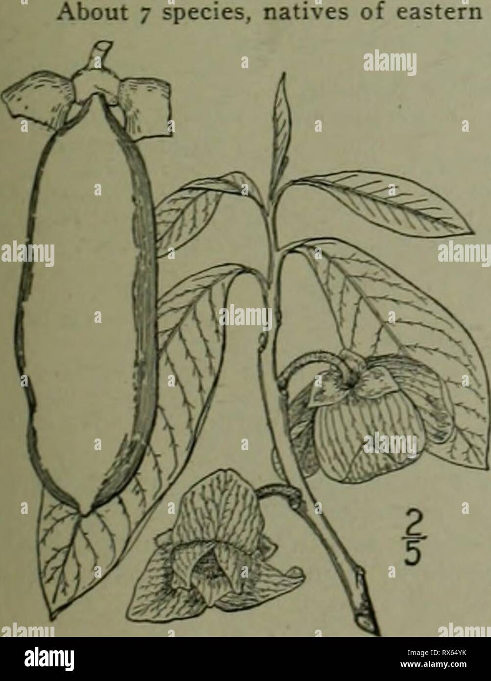 False banana tree hi-res stock photography and images - Alamy