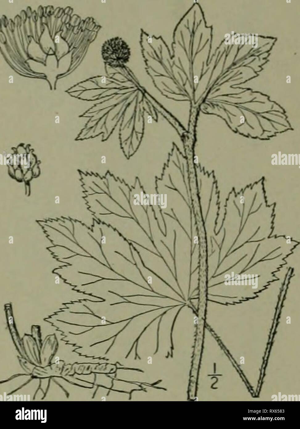 Yellow Root Plant Identification