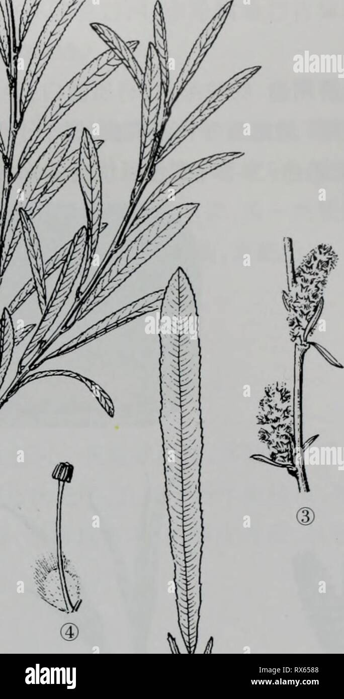 e er duo si zhi Stock Photo - Alamy