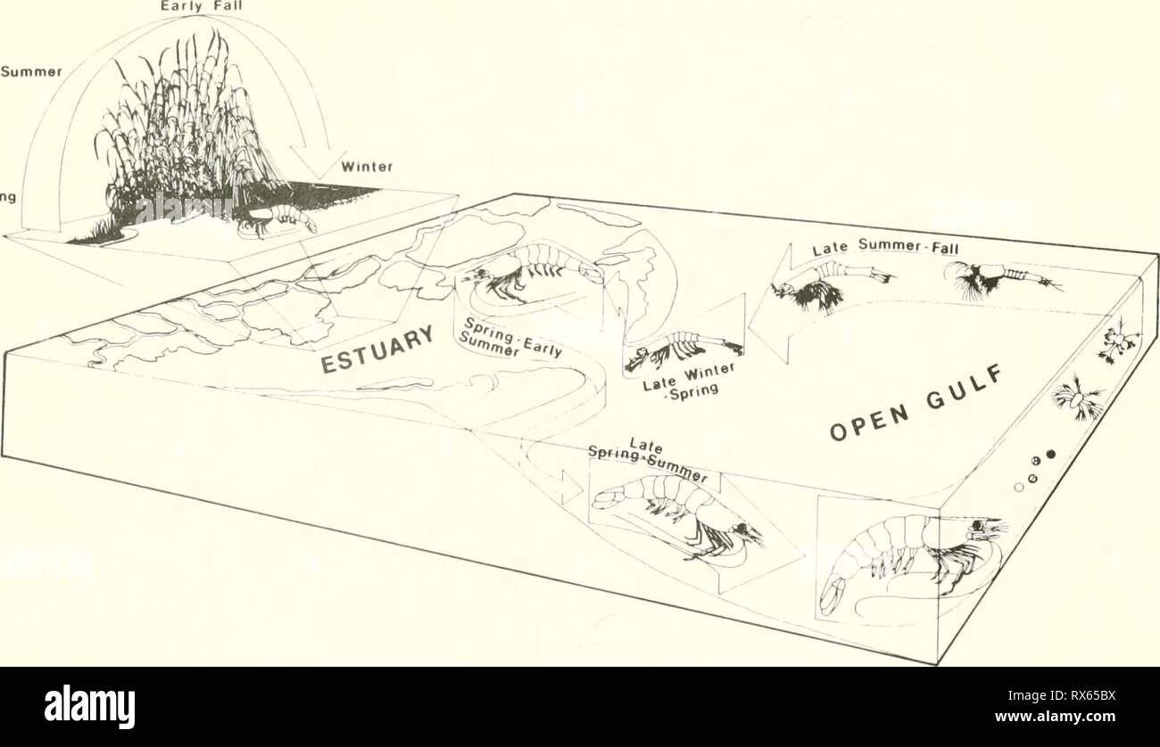 The ecology of delta marshes Stock Photo - Alamy