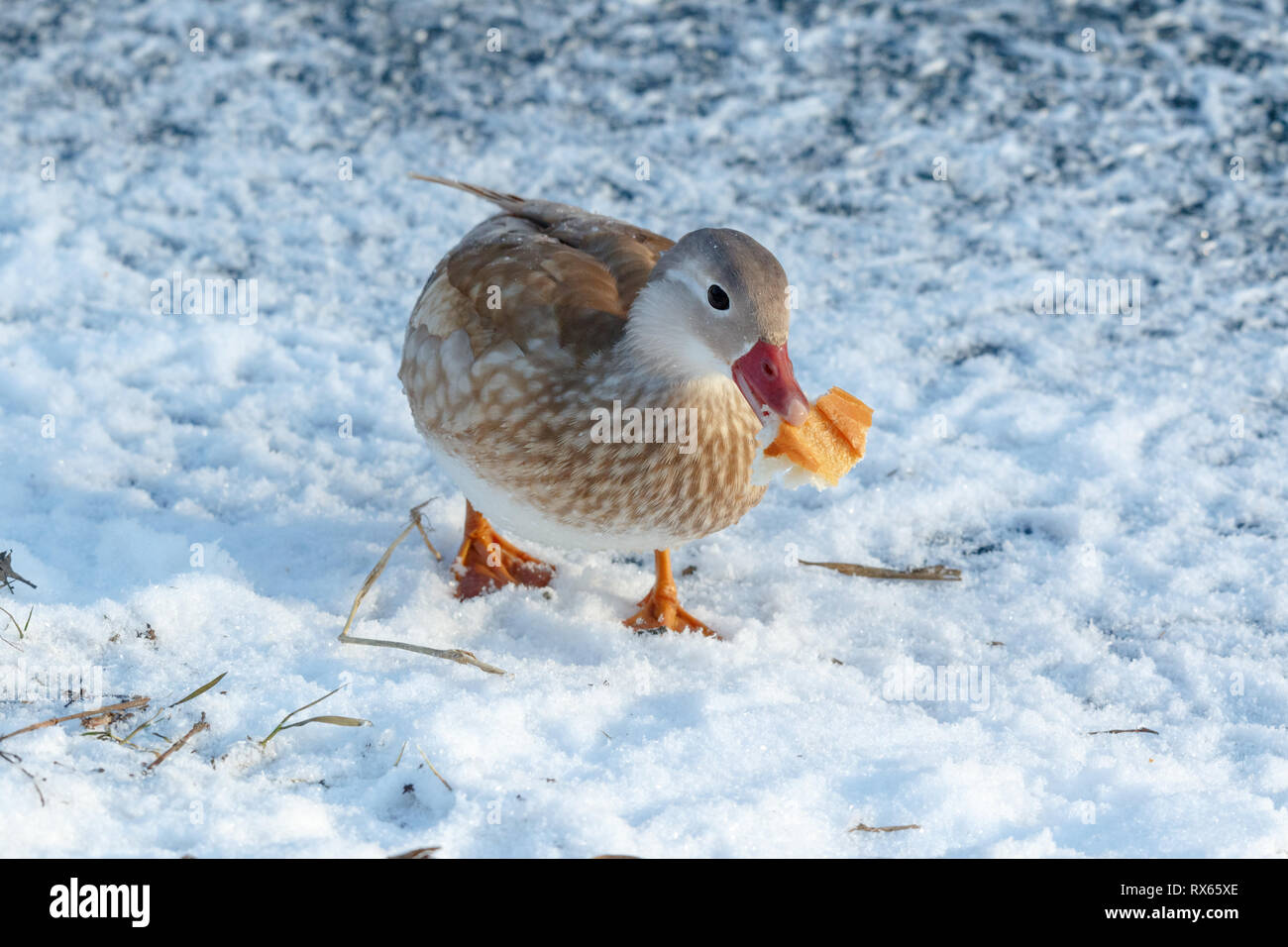 Mandarin Duck (Aix galericulata). Russia, Moscow Stock Photo - Alamy