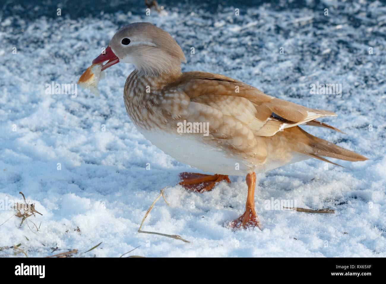 Mandarin Duck (Aix galericulata). Russia, Moscow Stock Photo - Alamy