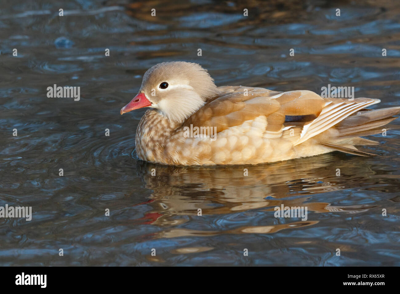 Mandarin Duck (Aix galericulata). Russia, Moscow Stock Photo - Alamy