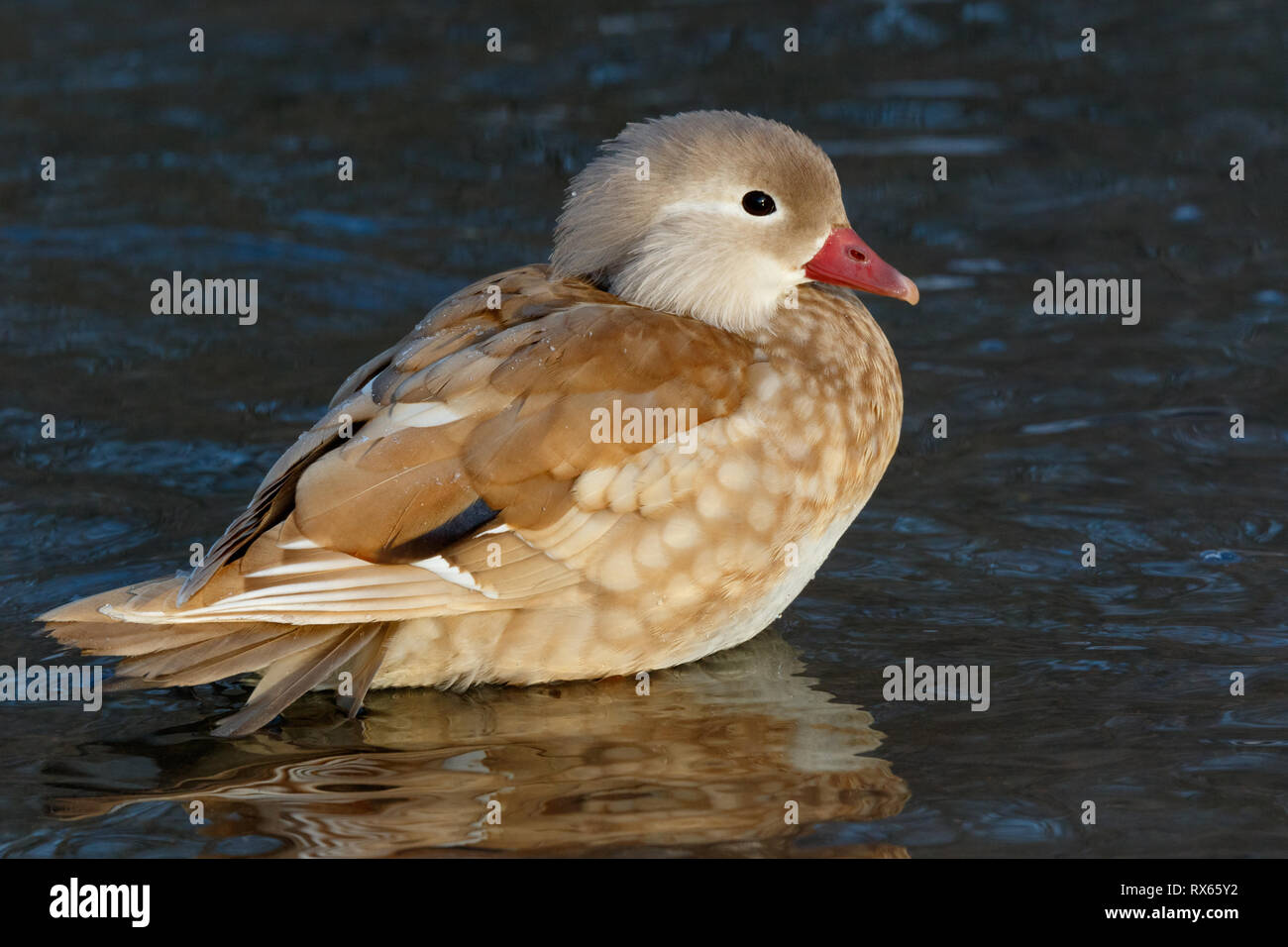 Mandarin Duck (Aix galericulata). Russia, Moscow Stock Photo - Alamy