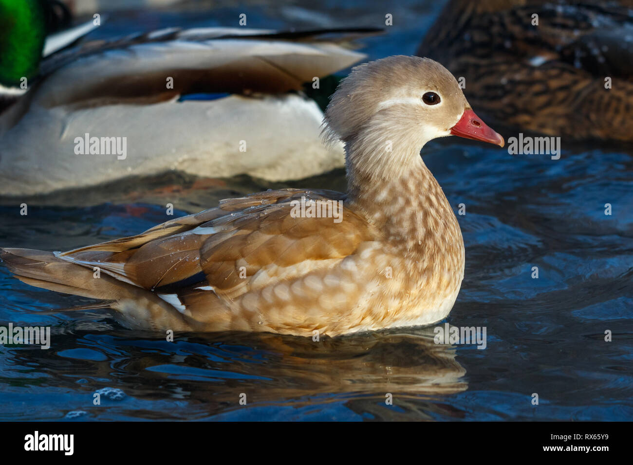 Mandarin Duck (Aix galericulata). Russia, Moscow Stock Photo - Alamy