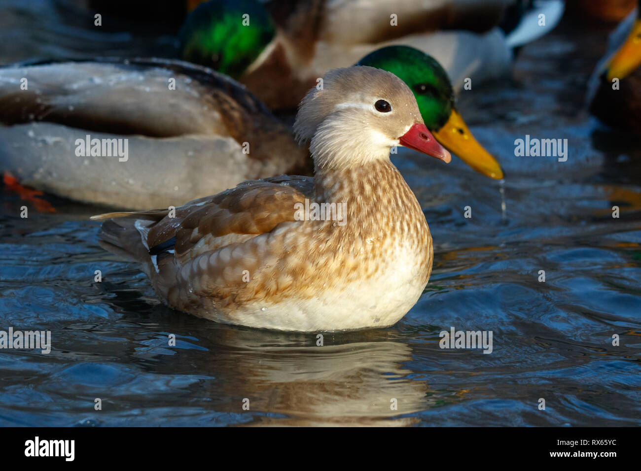 Mandarin Duck (Aix galericulata). Russia, Moscow Stock Photo - Alamy