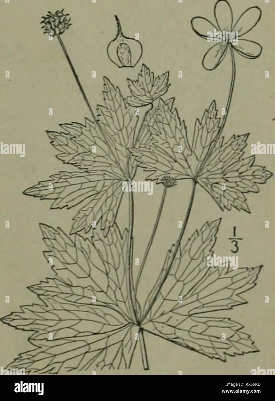 Basal branching hi-res stock photography and images - Alamy