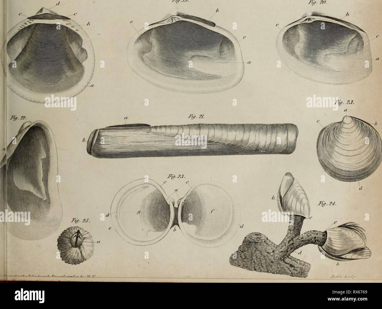 Edinburgh encyclopedia 1830 hi-res stock photography and images - Alamy