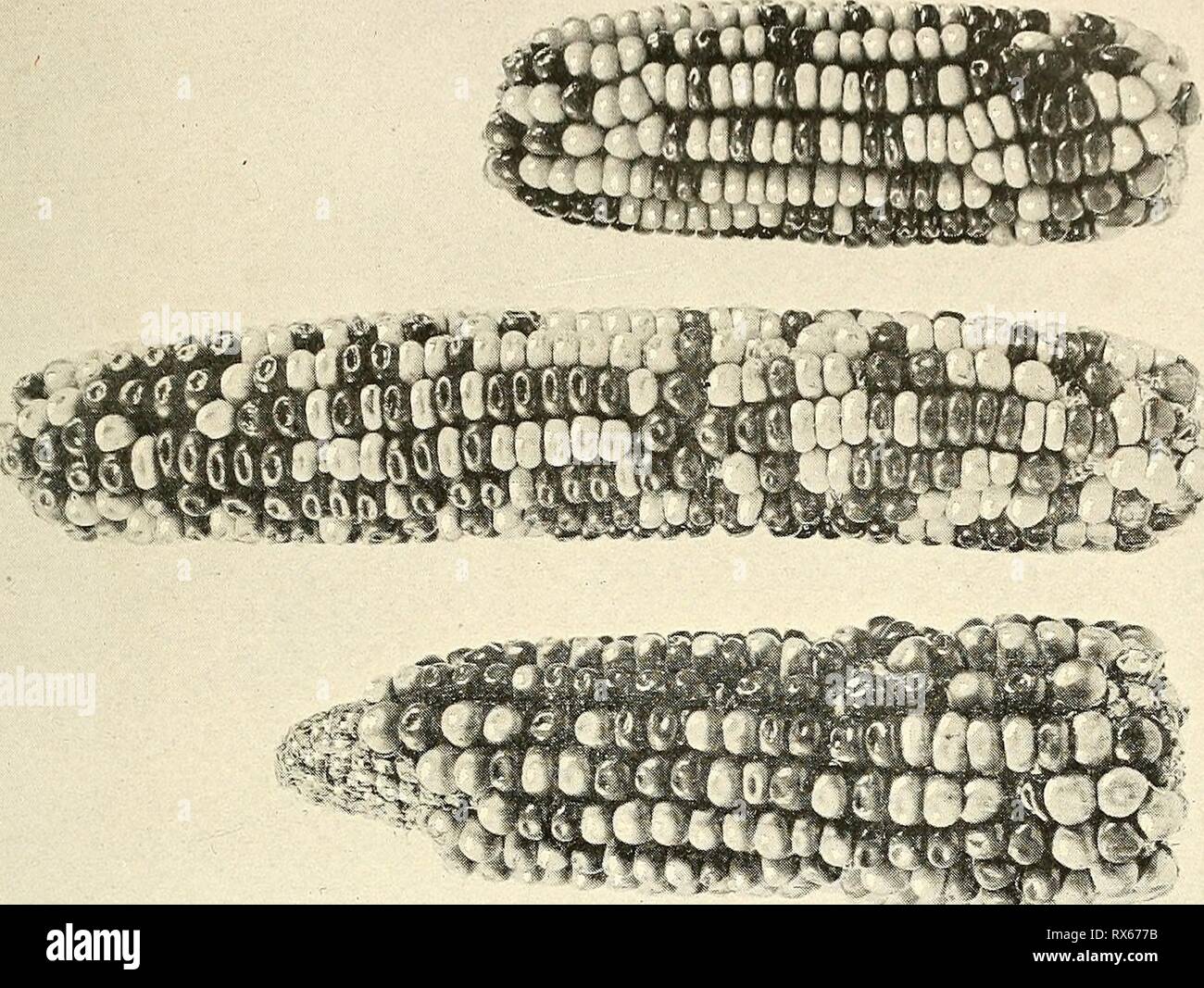 The effects of inbreeding and The effects of inbreeding and ...