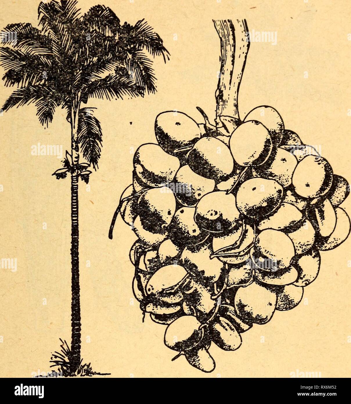 Edible and poisonous plants of Edible and poisonous plants of the ...