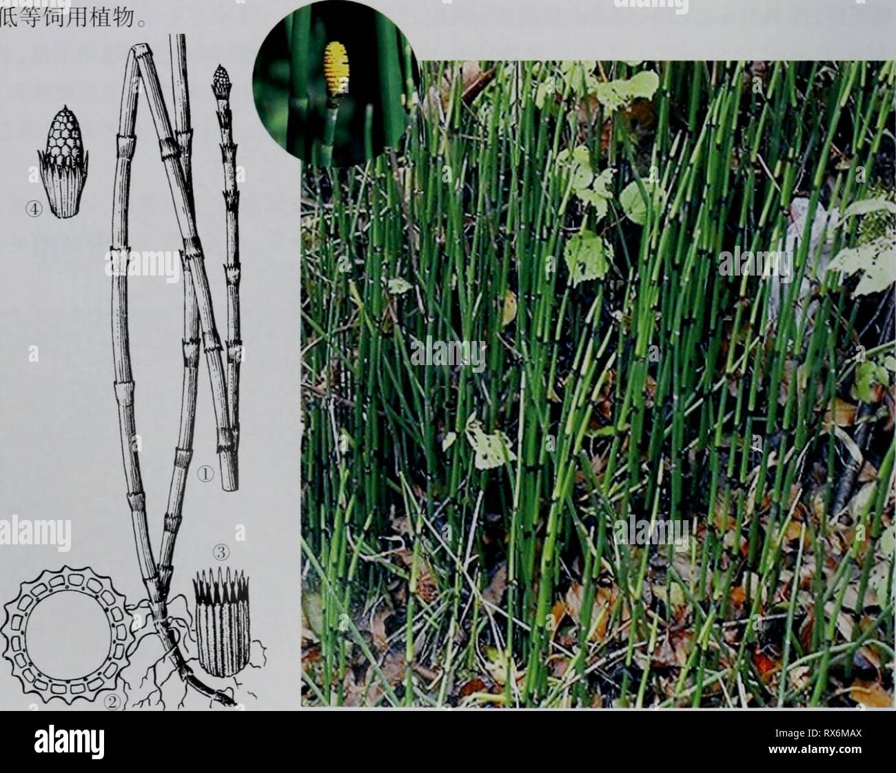 e er duo si zhi Stock Photo - Alamy